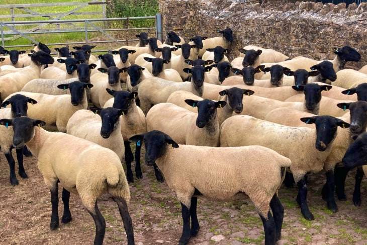 80 Suffolk, Scotch Mule Cross Breeding Ewes, Shearlings ...