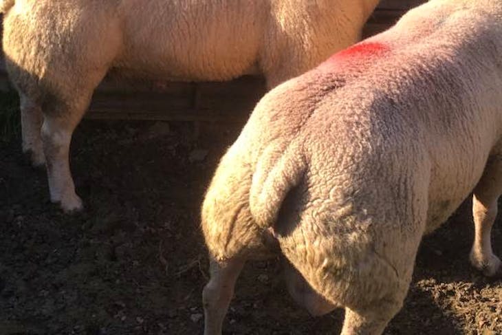 1 Abermax Breeding Ram | SellMyLivestock - The Online Livestock Marketplace