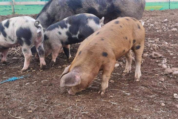 6 Large White, Pietrain Cross Growing Gilts, Boars | SellMyLivestock ...