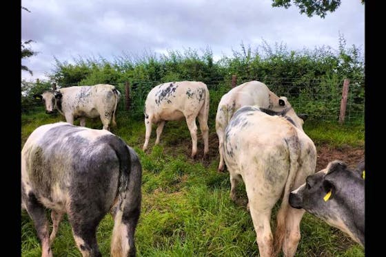 Store Cattle | SellMyLivestock - The Online Livestock Marketplace