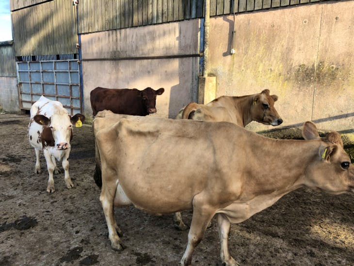 4 Jersey, Swedish Red Polled Breeding, Dairy Cows | SellMyLivestock ...