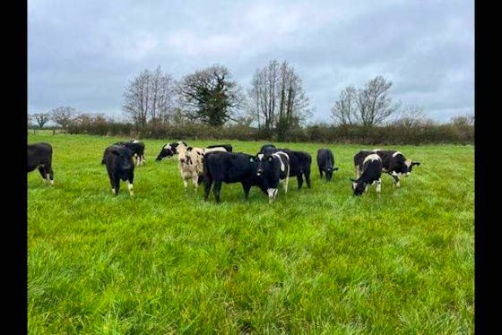 Dairy Cattle | SellMyLivestock - The Online Livestock Marketplace