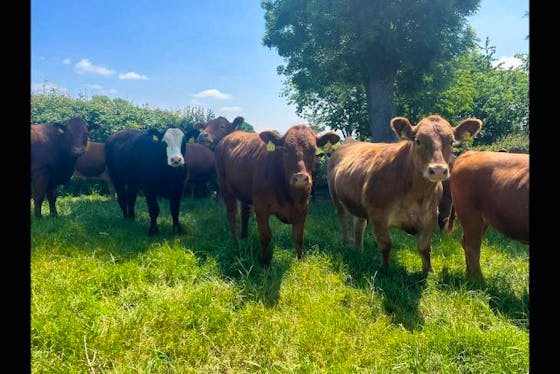 Stabiliser Cattle Company | SellMyLivestock - The Online Livestock ...