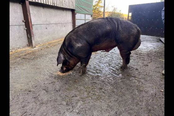 Pigs | SellMyLivestock - The Online Livestock Marketplace