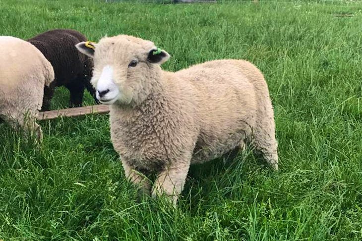 8 Coloured Ryeland, Ryeland Breeding Lambs | SellMyLivestock - The ...