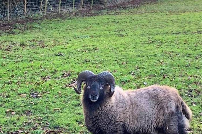 1 Pedigree Boreray Breeding Ram | SellMyLivestock - The Online ...