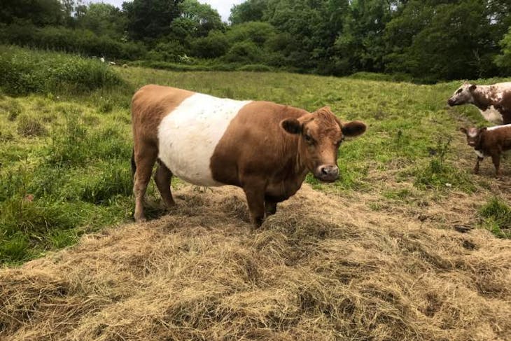 1 Belted Galloway Cross Breeding Cow | SellMyLivestock - The Online ...