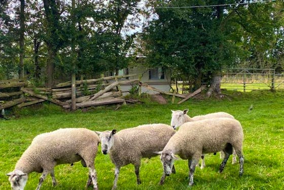 Aberdeen & Northern Marts | SellMyLivestock - The Online Livestock ...