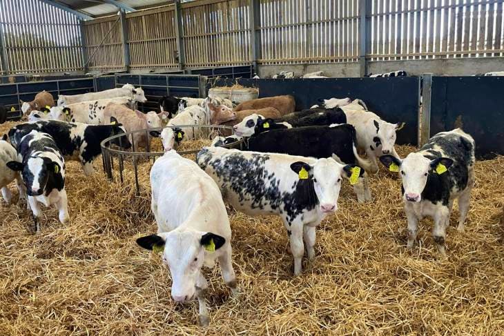 32 Charolais, British Blue Cross Calves | SellMyLivestock - The Online ...