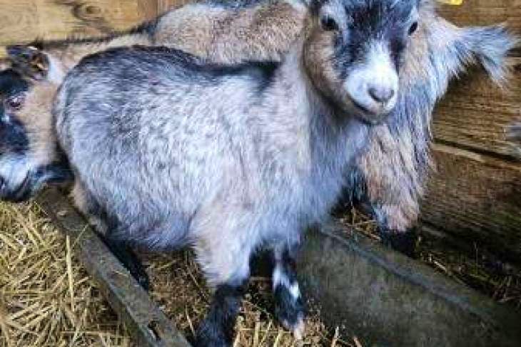 16 Pygmy Breeding, Meat Wethers | SellMyLivestock - The Online ...