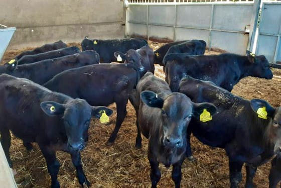 Blade Farming | SellMyLivestock - The Online Livestock Marketplace