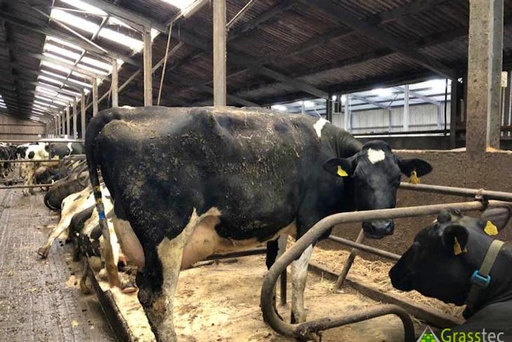 100 British Friesian, Irish Friesian Cross In-Calf Breeding Dairy ...