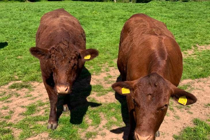 7 Pedigree North Red Ruby Devon, Red Ruby Devon Breeding, Store Heifers ...