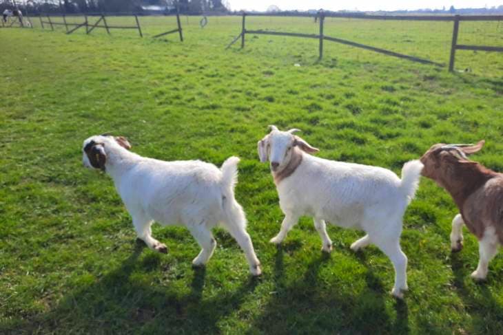 4 Boer Cross Meat, Breeding Yearlings, Does | SellMyLivestock - The ...