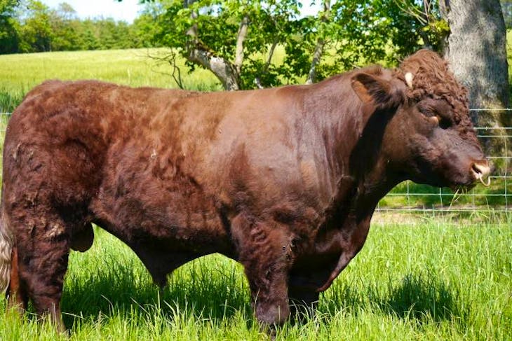1 Pedigree Lincoln Red Breeding Bull | SellMyLivestock - The Online ...