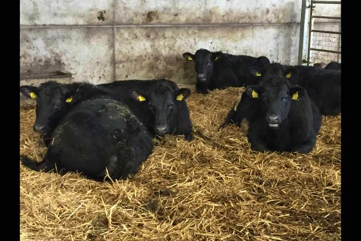 6 Aberdeen Angus Cross Store Steers, Heifers | SellMyLivestock - The ...