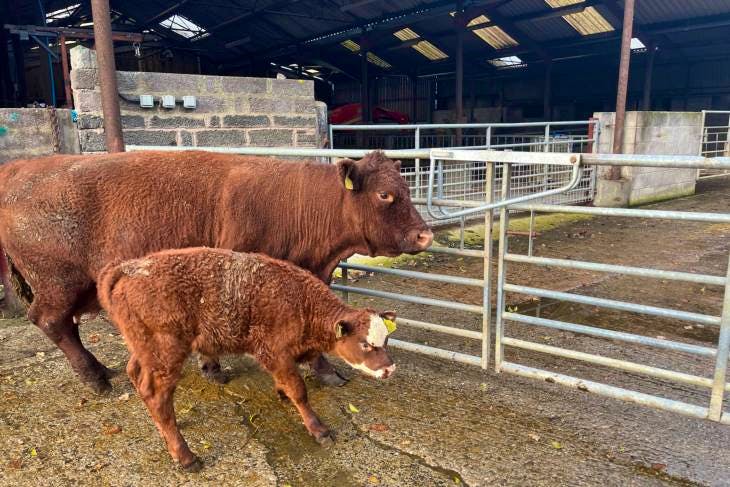 25 Red Ruby Devon Cross In-Calf Breeding Cows, Heifers, Calves with ...