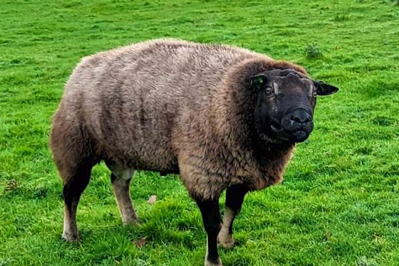 Badger Face Texel Sheep For Sale | SellMyLivestock - The Online ...