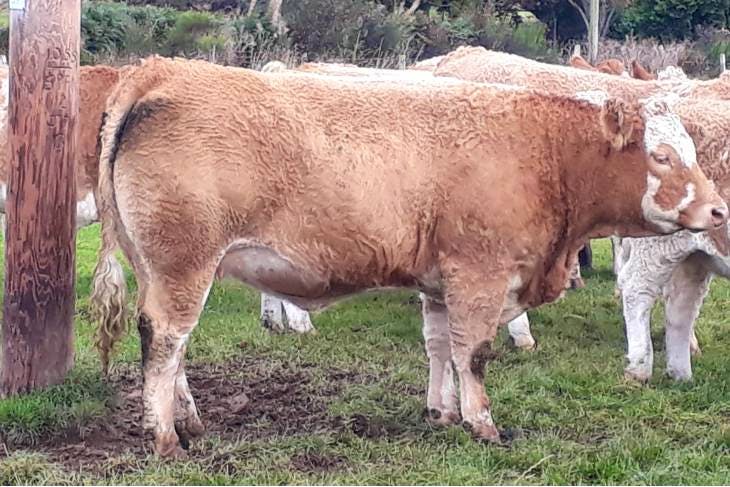 25 Simmental, Aberdeen Angus Cross In-Calf Breeding Heifers ...