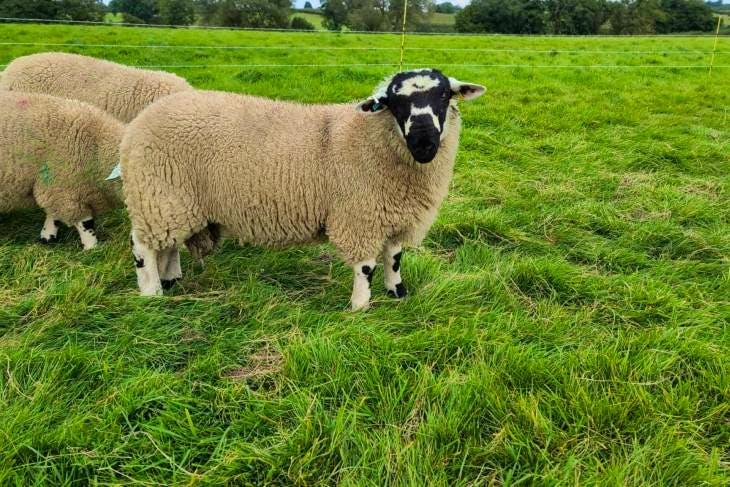 4 Pedigree Derbyshire Gritstone Breeding Rams | SellMyLivestock - The ...