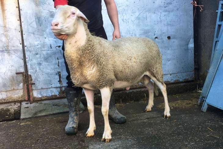 1 Lacaune Breeding Ram, Shearling | SellMyLivestock - The Online ...
