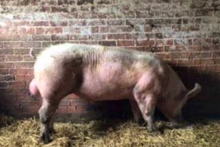 1 Large White, Pietrain, Duroc Cross Breeding Boar | SellMyLivestock ...