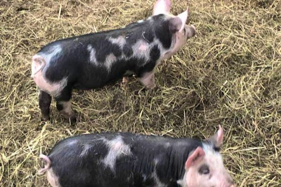 Pigs | SellMyLivestock - The Online Livestock Marketplace