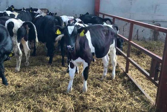 Blade Farming | SellMyLivestock - The Online Livestock Marketplace