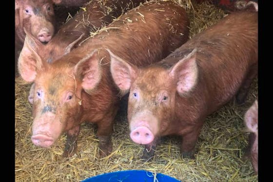 Pigs | SellMyLivestock - The Online Livestock Marketplace