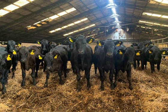 Blade Farming | SellMyLivestock - The Online Livestock Marketplace