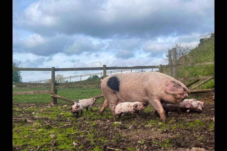 11 Pedigree Gloucestershire Old Spot Growing, Breeding Gilts, Boars ...