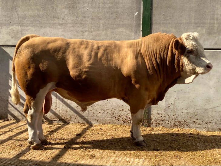 1 Pedigree Simmental Breeding Bull | SellMyLivestock - The Online ...