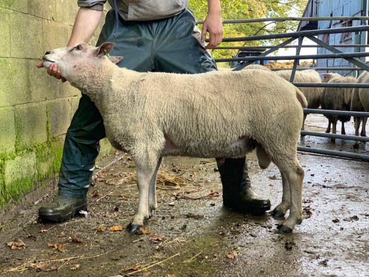 1 Charollais, Beltex Cross Breeding Ram | SellMyLivestock - The Online ...
