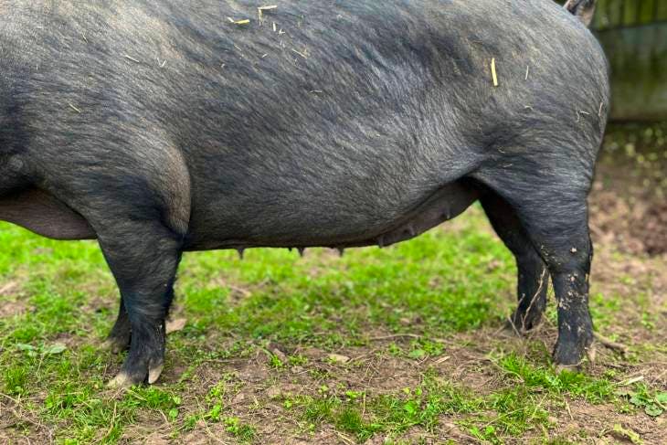 1 Pedigree Large Black Breeding Sow | SellMyLivestock - The Online ...