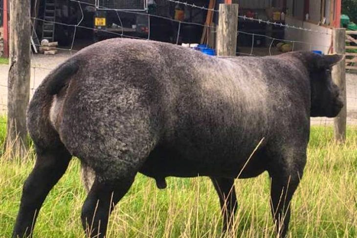 4 Blue Texel Breeding Rams | SellMyLivestock - The Online Livestock ...