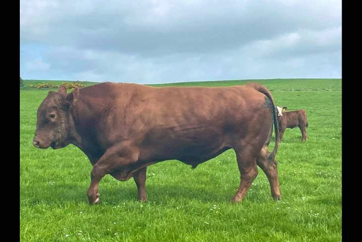 1 Stabiliser Breeding Bull | SellMyLivestock - The Online Livestock ...