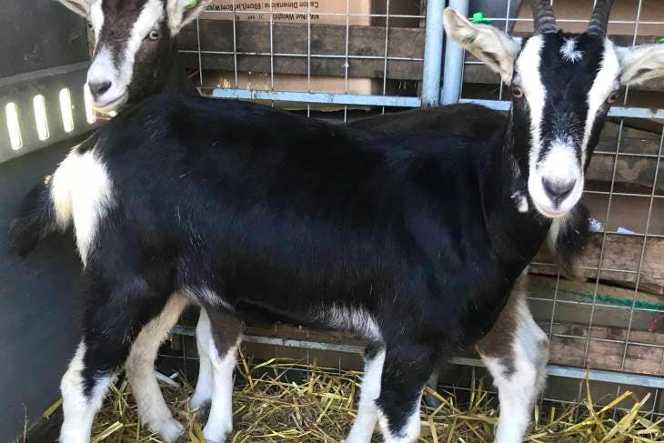 2 British Alpine Breeding Does | SellMyLivestock - The Online Livestock ...