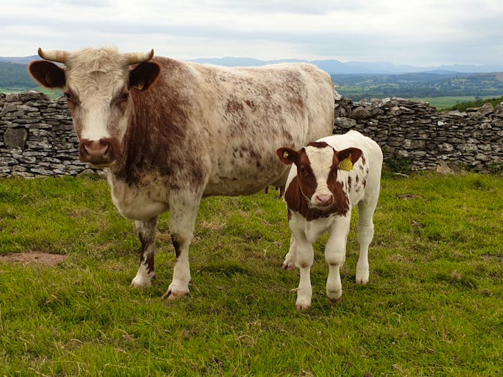 3 Shorthorn Cross Breeding Cows with Calves at Foot | SellMyLivestock ...