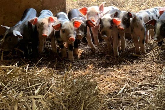 Pigs | SellMyLivestock - The Online Livestock Marketplace