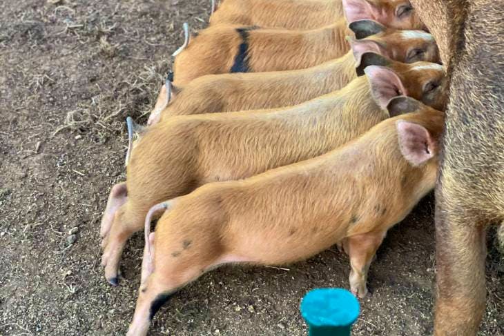 12 Pietrain, Duroc Cross Breeding, Growing Weaners | SellMyLivestock ...