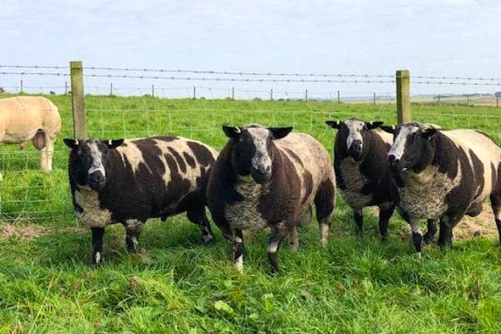 Aberdeen & Northern Marts | SellMyLivestock - The Online Livestock ...