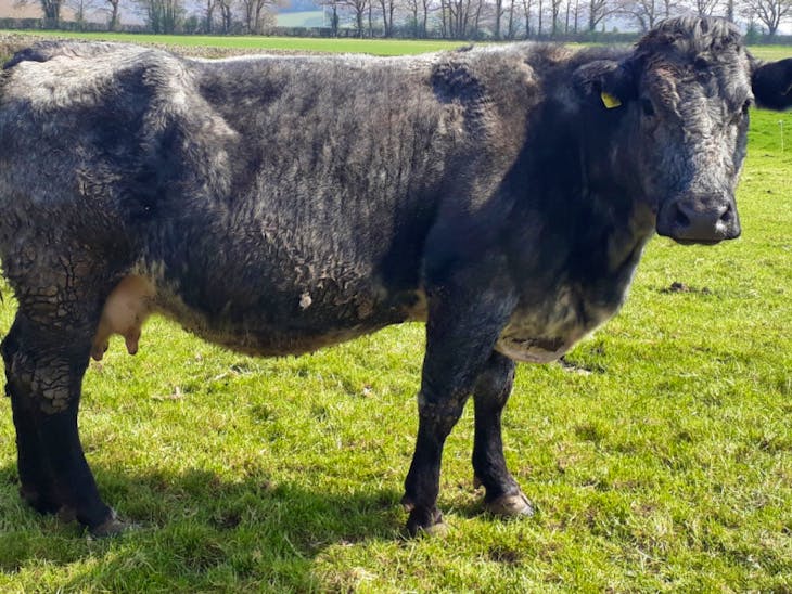12 Limousin, British Blue, Aberdeen Angus Cross In-Calf Breeding Cows ...