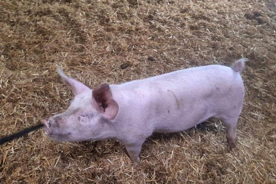 Pigs | SellMyLivestock - The Online Livestock Marketplace