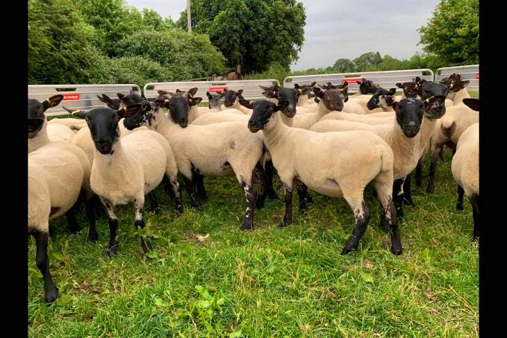 65 Suffolk, Scotch Mule Cross Breeding Shearlings | SellMyLivestock ...