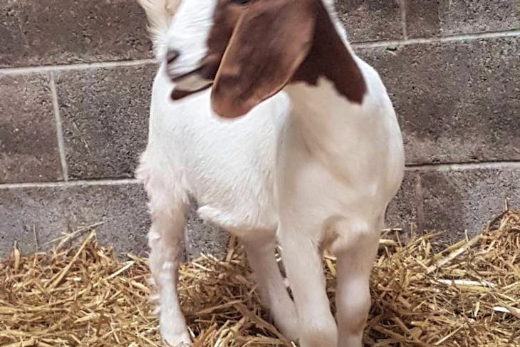 6 Boer Breeding Kids | SellMyLivestock - The Online Livestock Marketplace