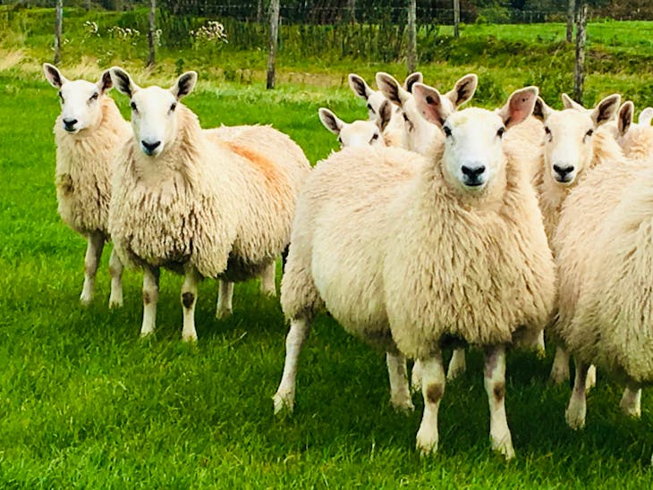 60 Welsh Mule, Cheviot Mule Breeding Lambs, Hoggs | SellMyLivestock ...