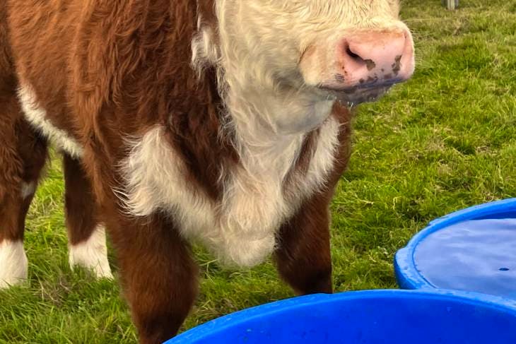5 Miniature Hereford Traditional Hereford In Calf Breeding Bulls Calves Cows Heifers With