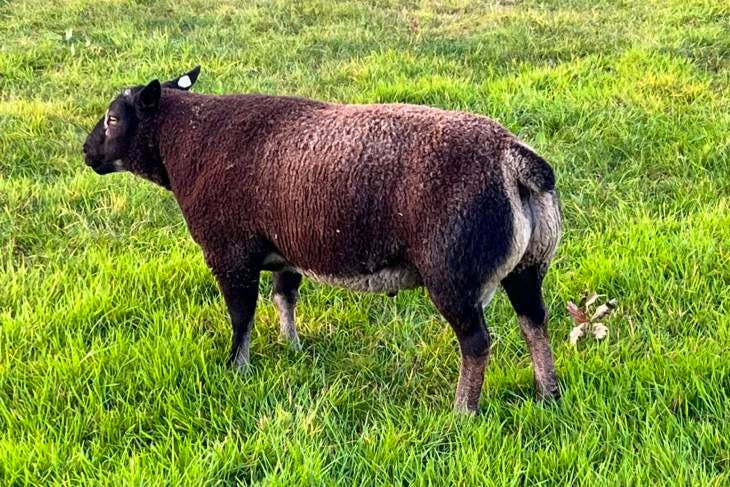 2 Pedigree Badger Face Texel Breeding Rams, Shearlings ...