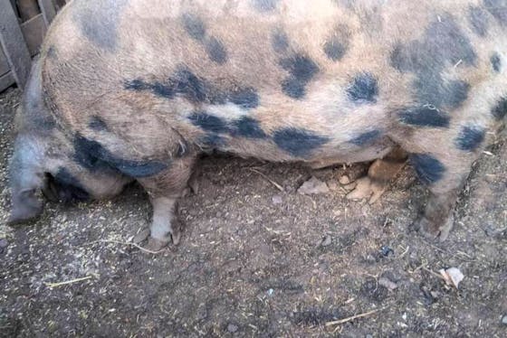 Pigs | SellMyLivestock - The Online Livestock Marketplace