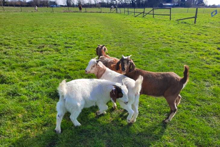 4 Boer Cross Meat, Breeding Yearlings, Does | SellMyLivestock - The ...
